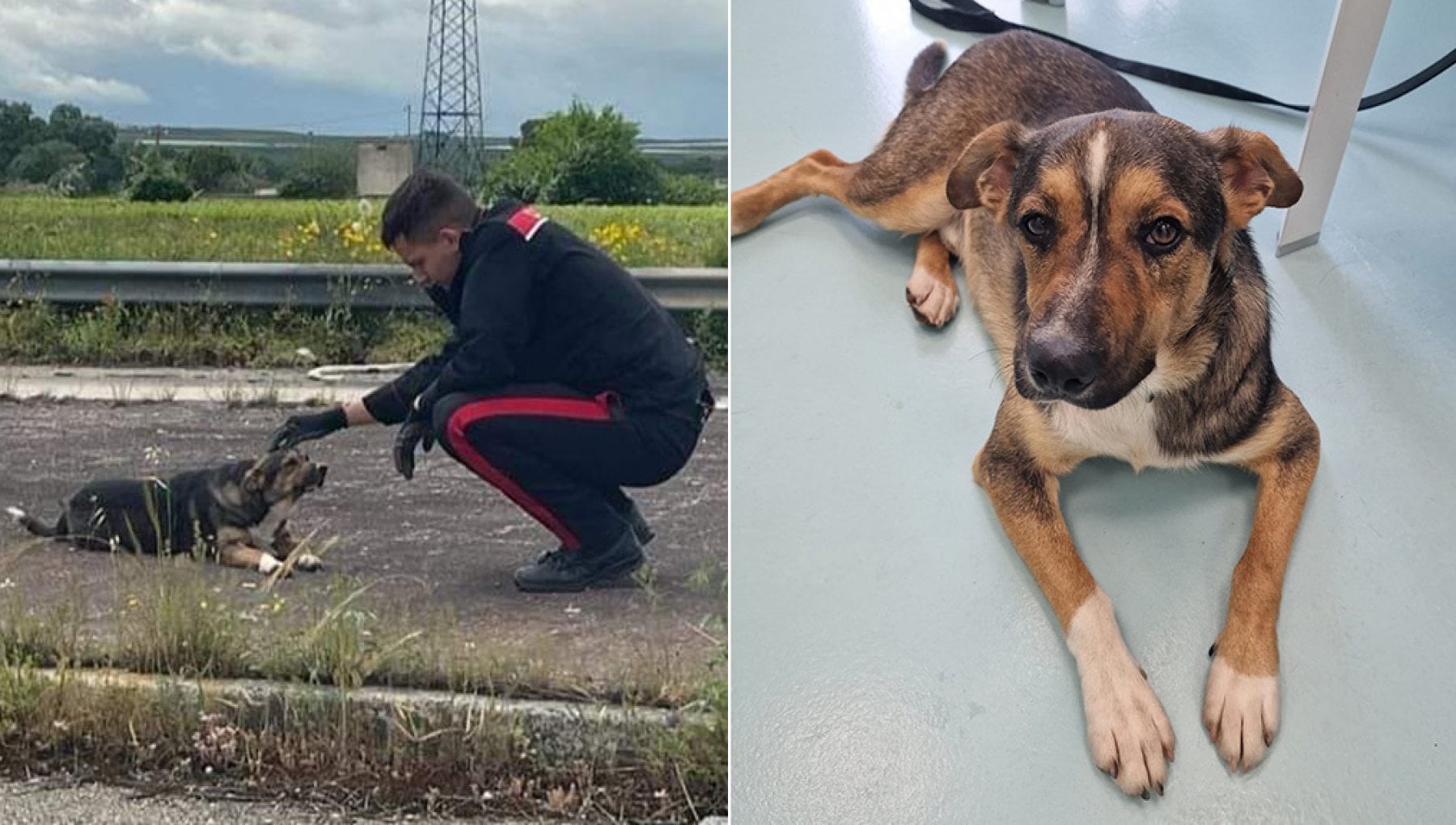 Patrick, il cane abbandonato in mezzo al traffico e salvato dai ...