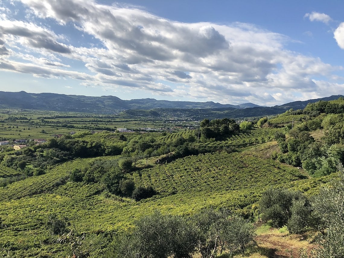 La Soave musica tra le vigne dei Franchetto - la Repubblica