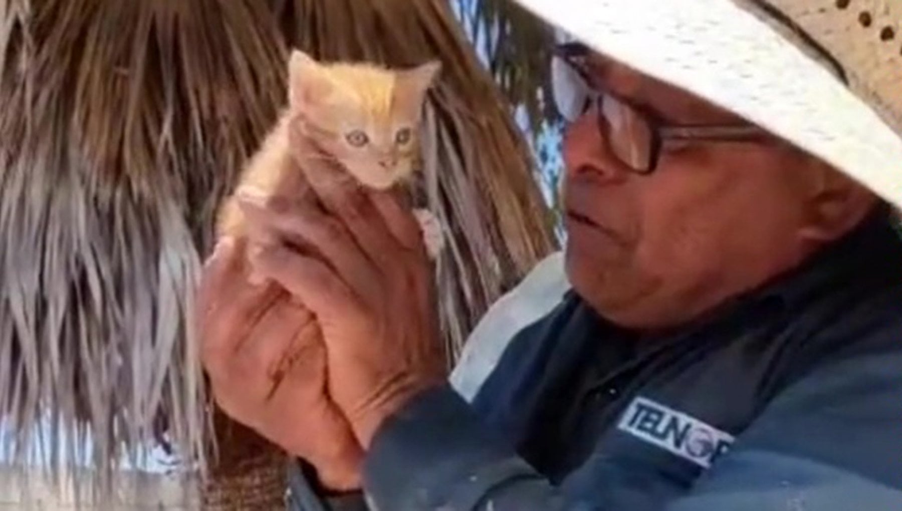 Un padre con il cuore spezzato ritrova la felicità grazie al gatto ...