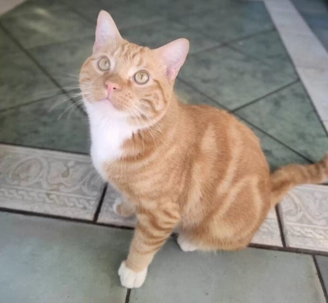 Un padre con il cuore spezzato ritrova la felicità grazie al gatto ...