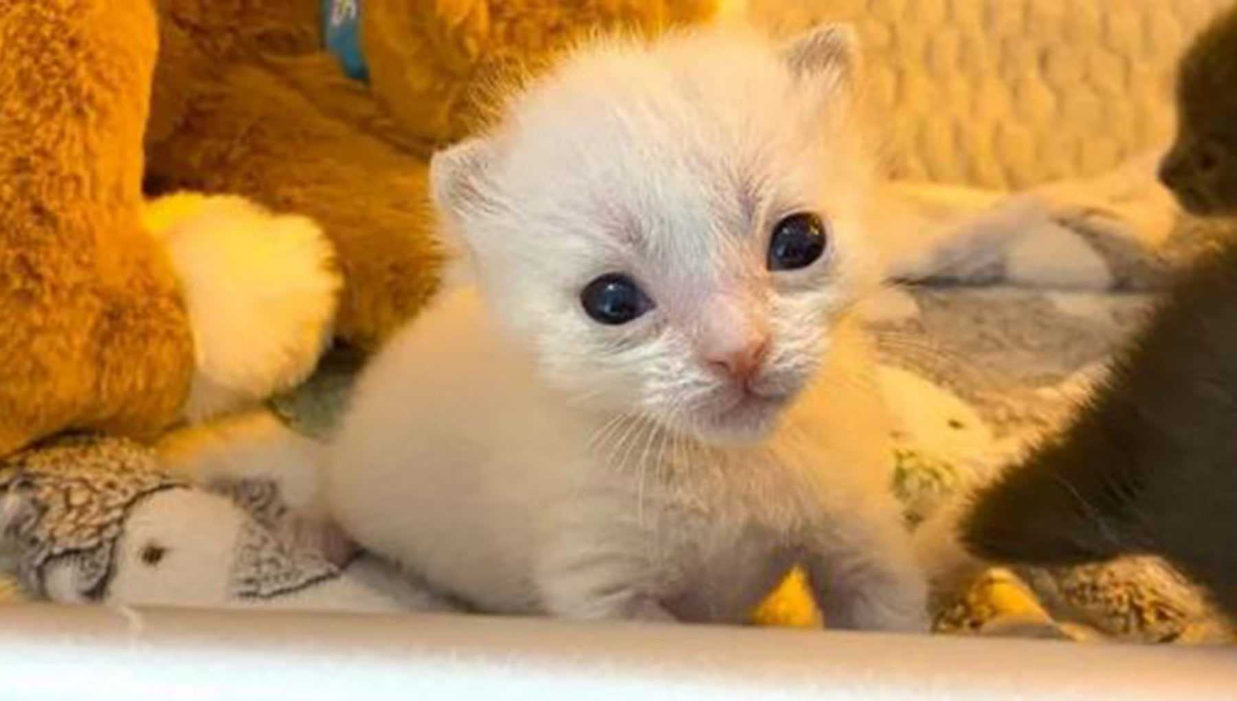 Il minuscolo gatto Sebastian stupisce tutti con la sua incredibile ...