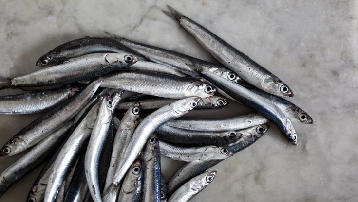 Viva le acciughe: ricche di Omega 3, sono antinfiammatori naturali e ...
