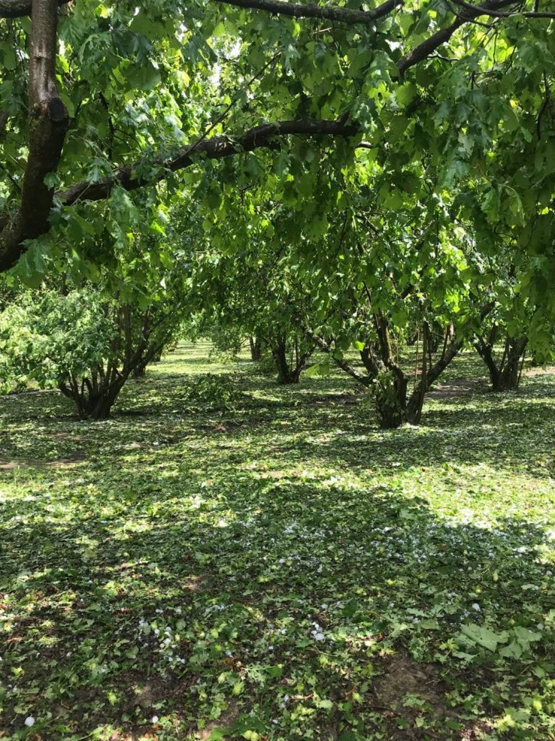 Grandinata devastante, danni a vigneti e noccioleti in Langhe e Roero ...