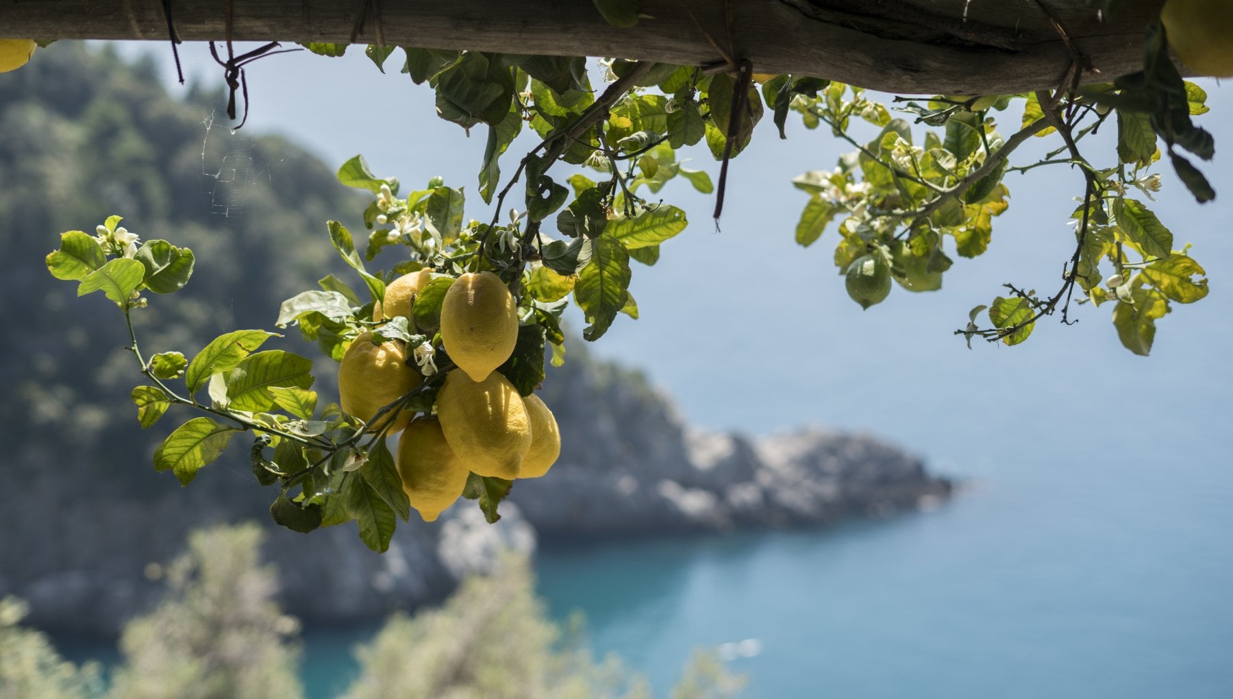 Quei limoni di Amalfi che conquistano le regine (e i re) - la Repubblica