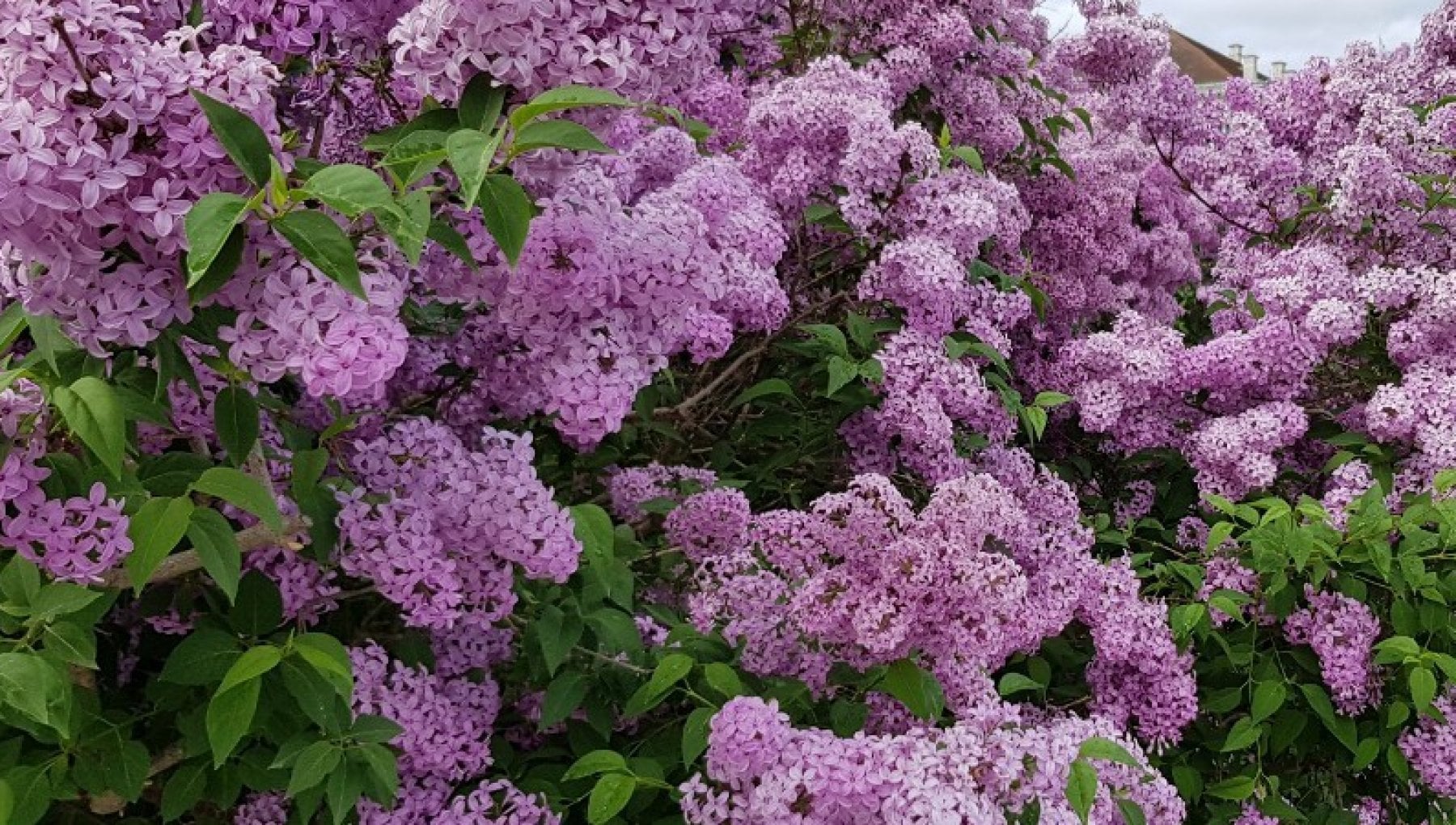 Lillà, come coltivare il "fiore del paradiso" - la Repubblica