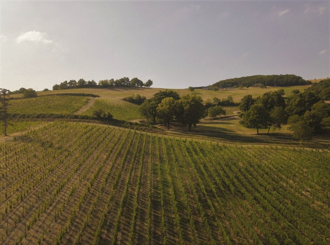 Viaggio nelle colline parmensi, dove le vigne sono il teatro di un ...