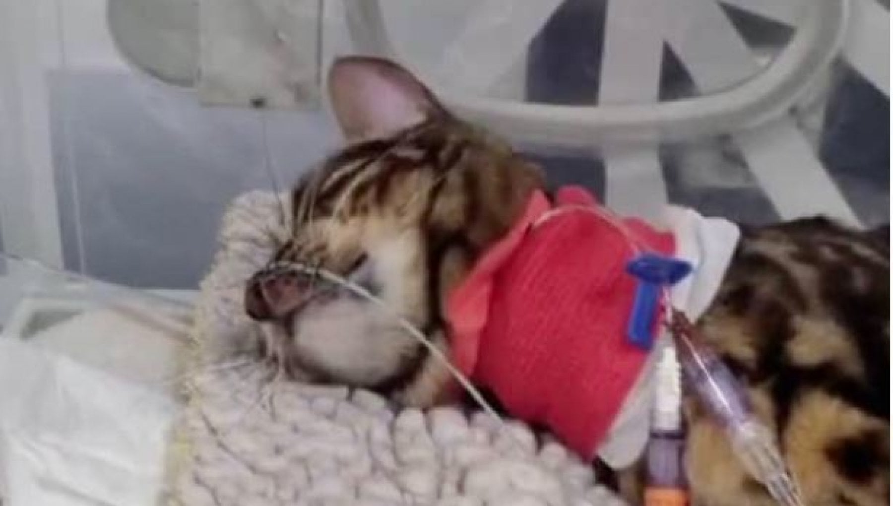Il gatto Bella "muore per 26 minuti" avvelenato per il contatto con un ...