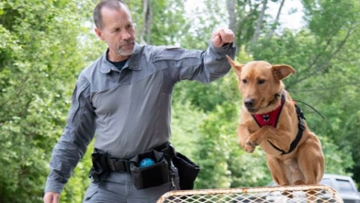 Da cane salvato a cane da salvataggio, l'incredibile storia di Red - La ...