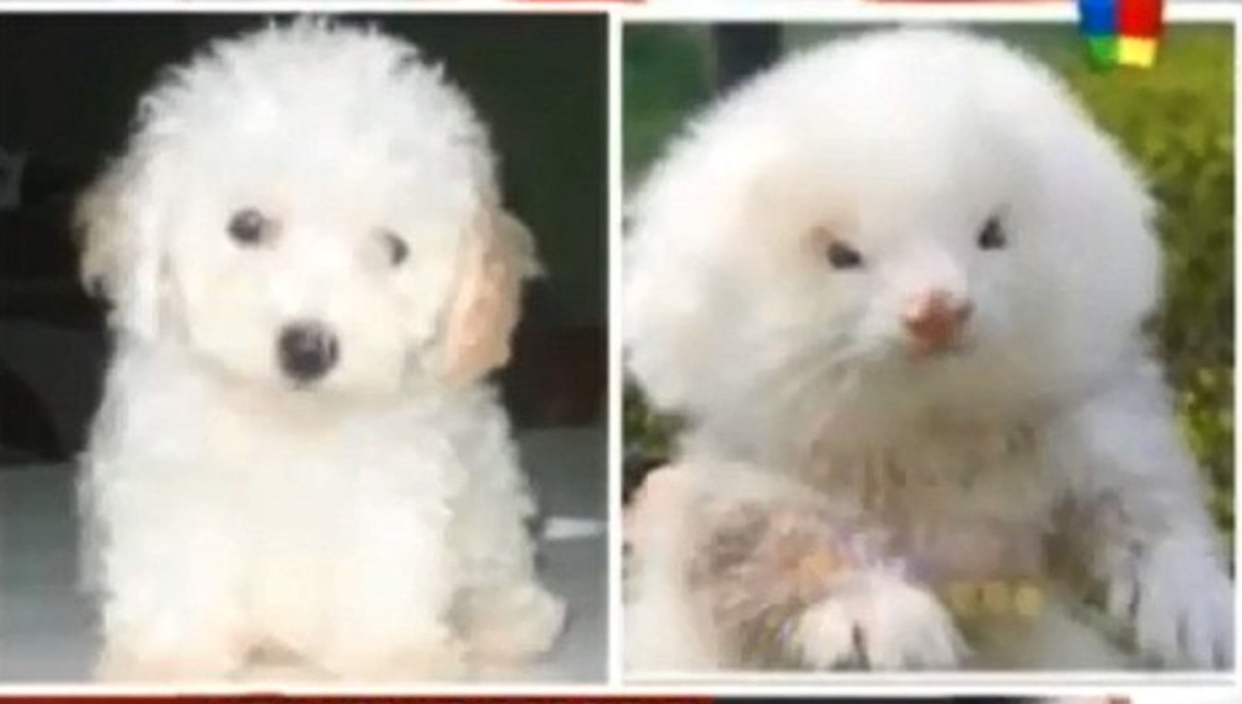 "Furetti dopati con steroidi venduti come cuccioli di cane", quando la ...