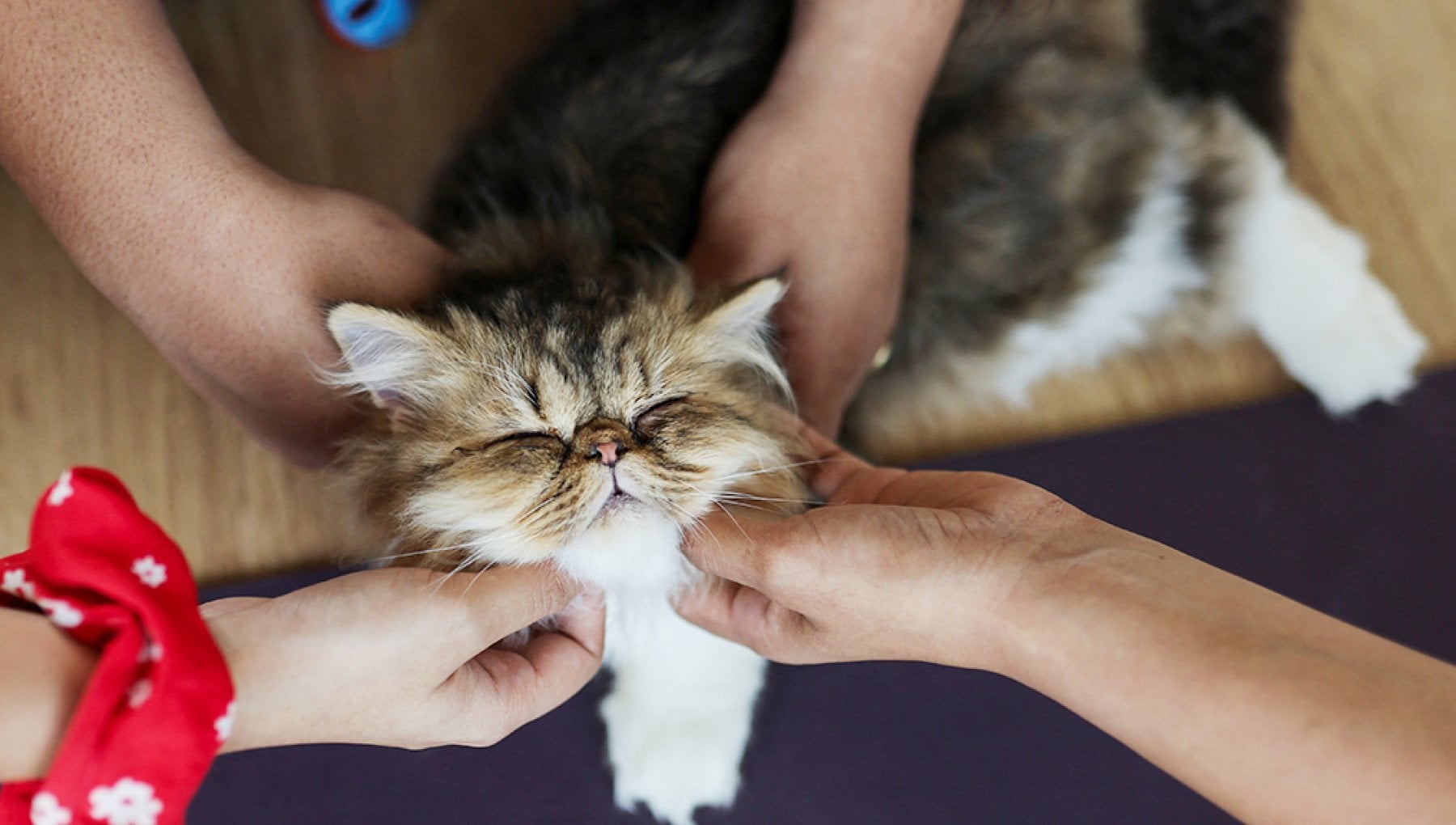 India, gatti abbandonati a lezione di yoga. "Creano relax e molti ...