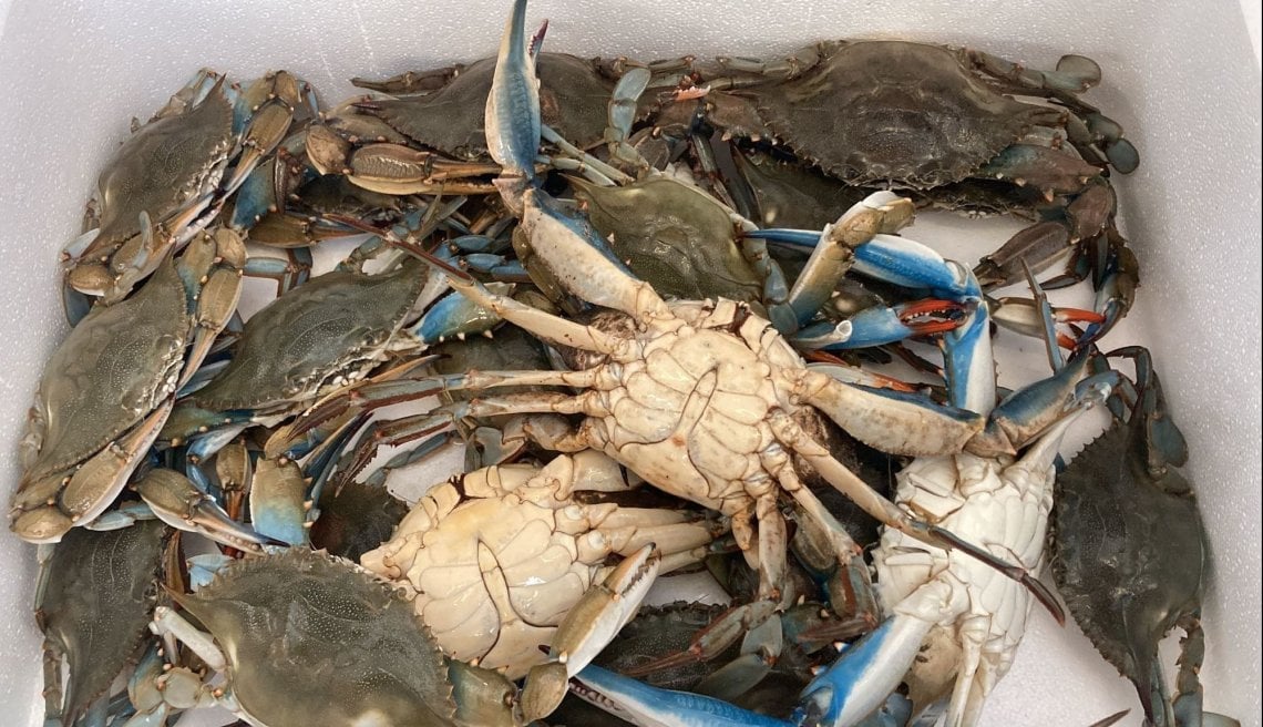 Granchio blu in cucina, le ricette dello chef Tino Vettorello - la ...