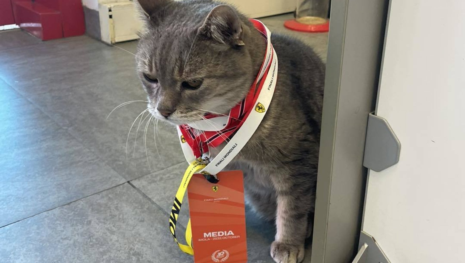 Addio a Formulino, il gatto mascotte della Formula Uno che da 16 anni ...