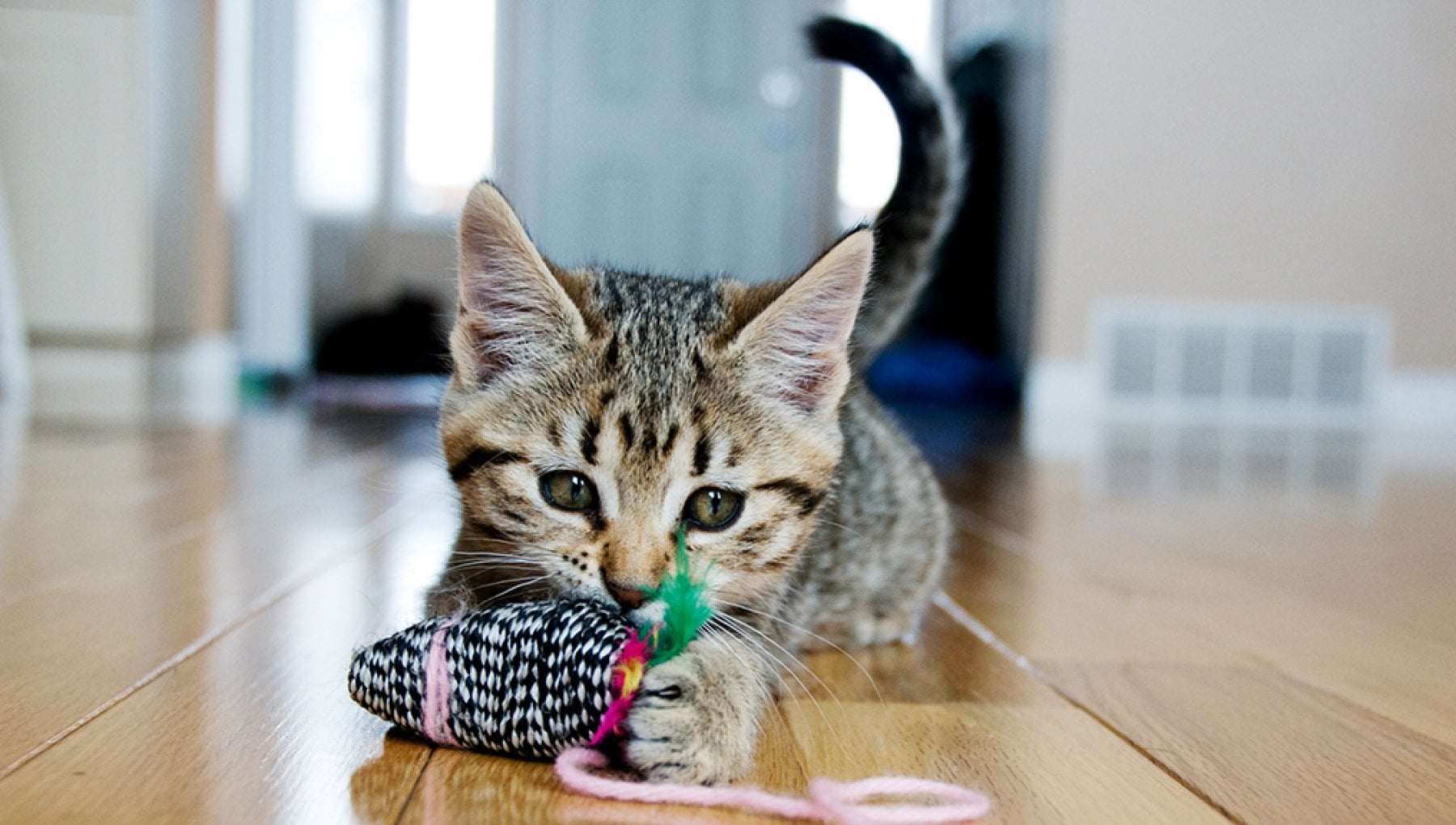 Quanto dovrebbe giocare un gatto e perché è così importante? - La Stampa