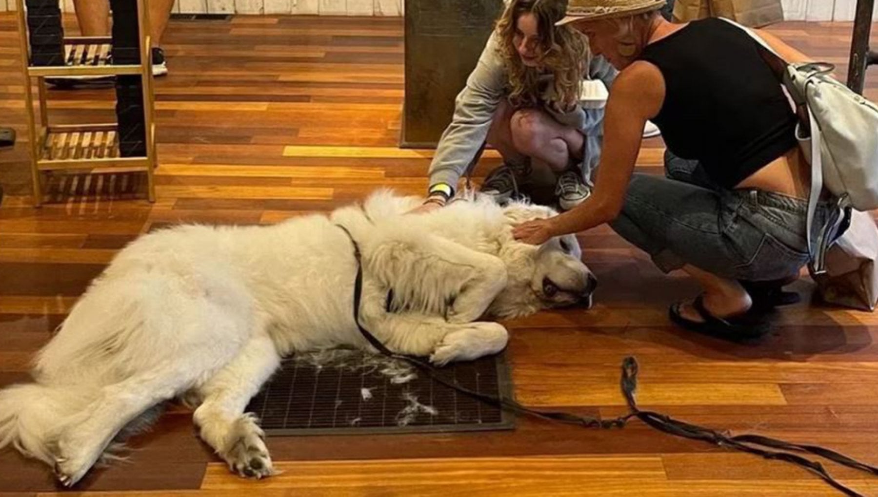 Il cane Pep accoglie i clienti nel negozio: accarezzarlo migliora l ...