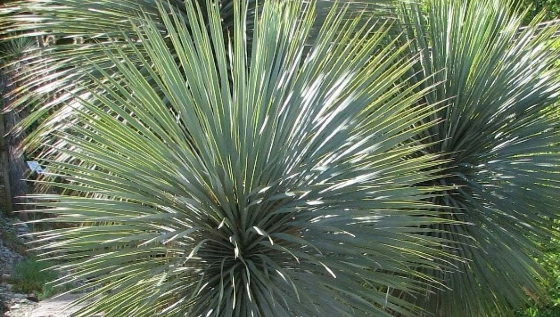 Yucca, come curare la regina delle piante da appartamento - la Repubblica