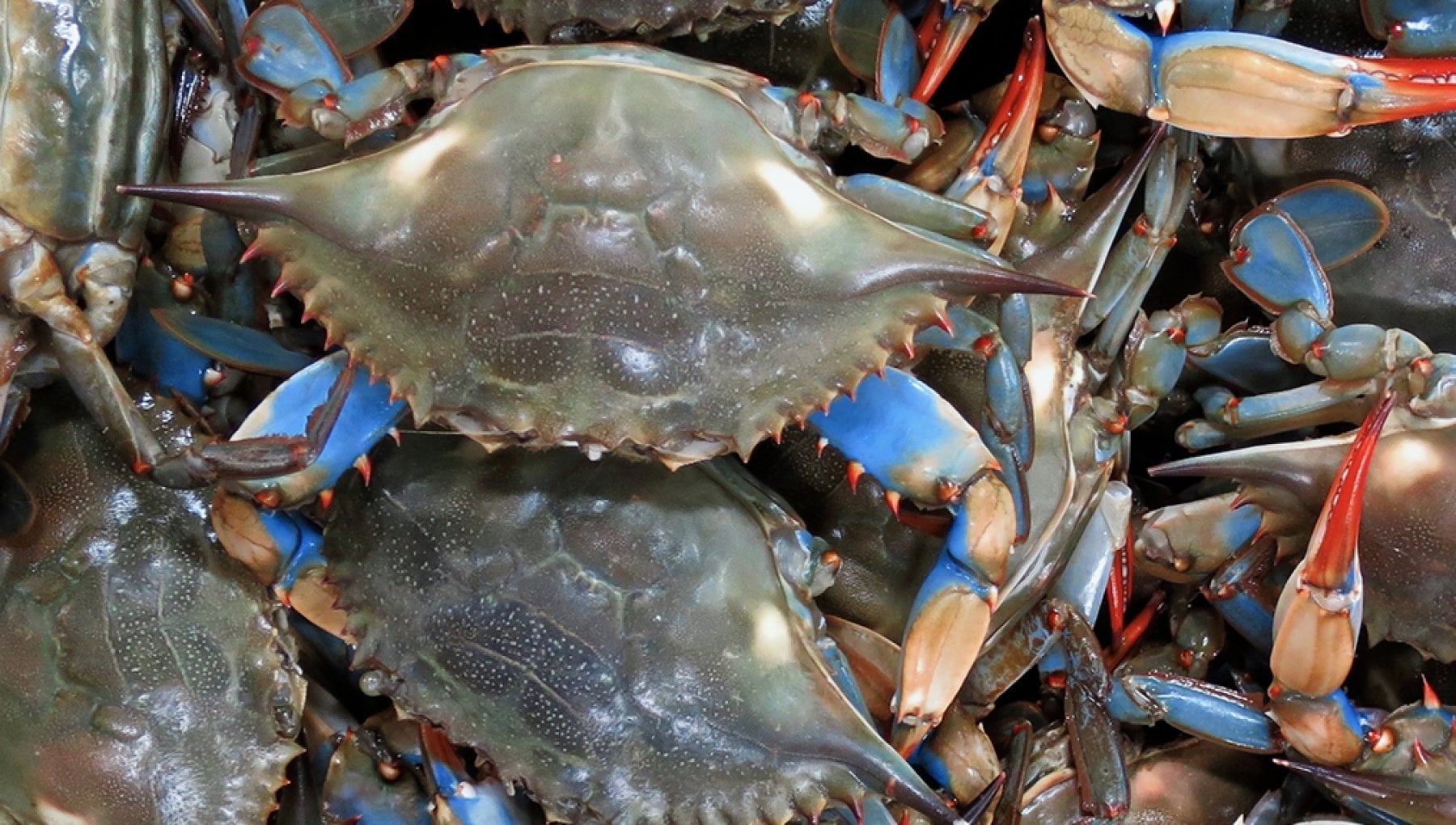 Granchi blu sempre più affamati, ora anche cannibali: iniziano a ...