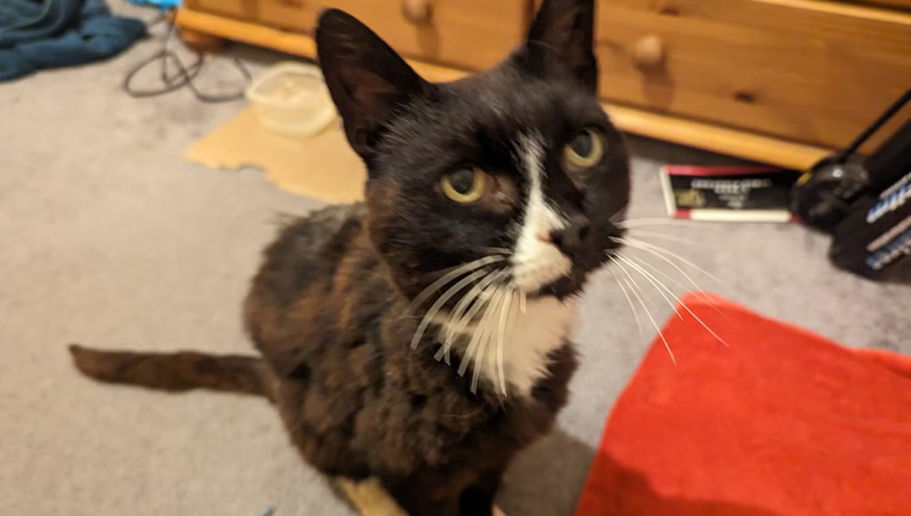 La storia di Daisy, il gatto tornato a casa dopo 11 anni. "Un miracolo ...