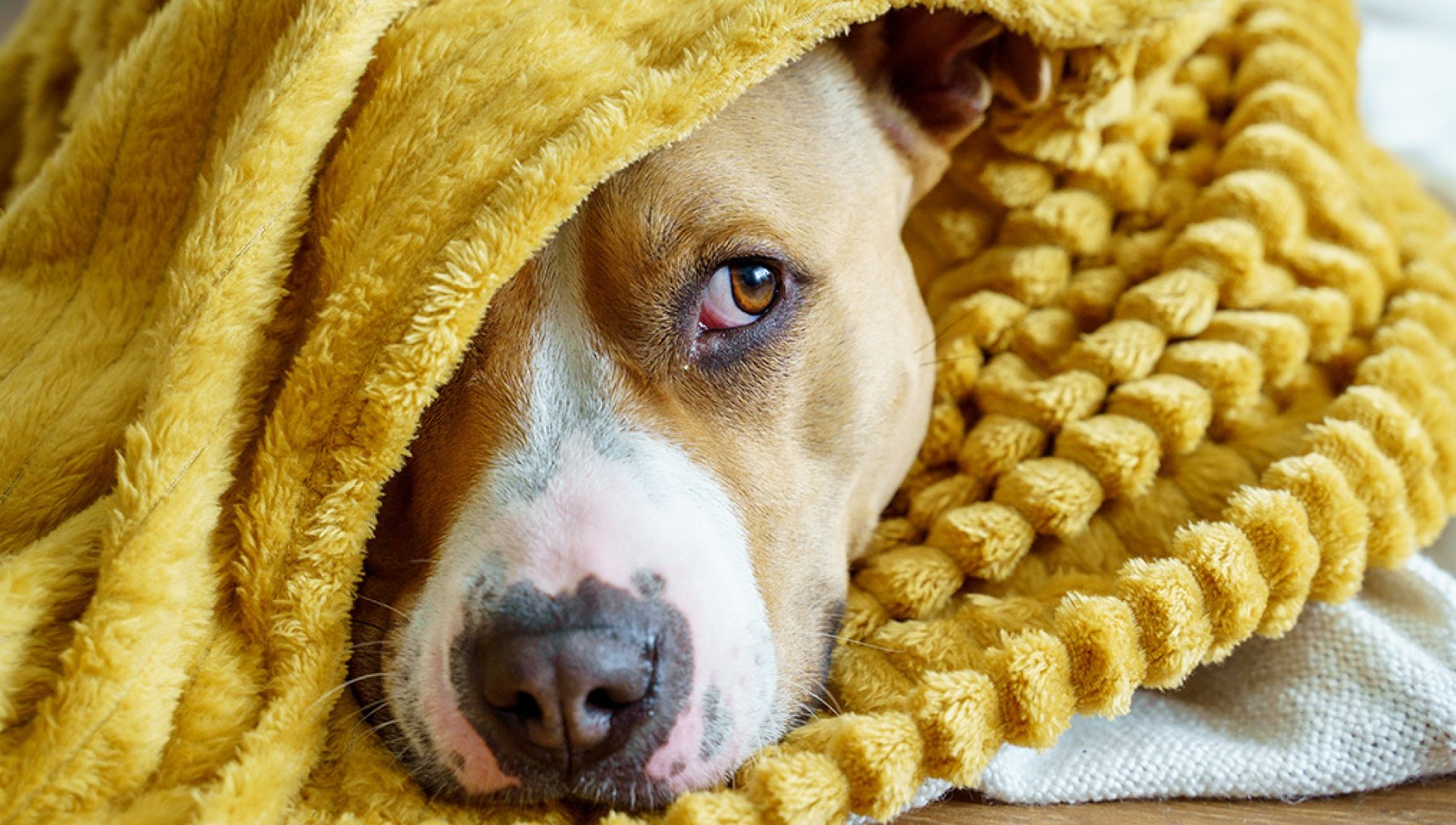 Arriva il freddo, sai come proteggere il tuo cane? Fai il test - La Stampa