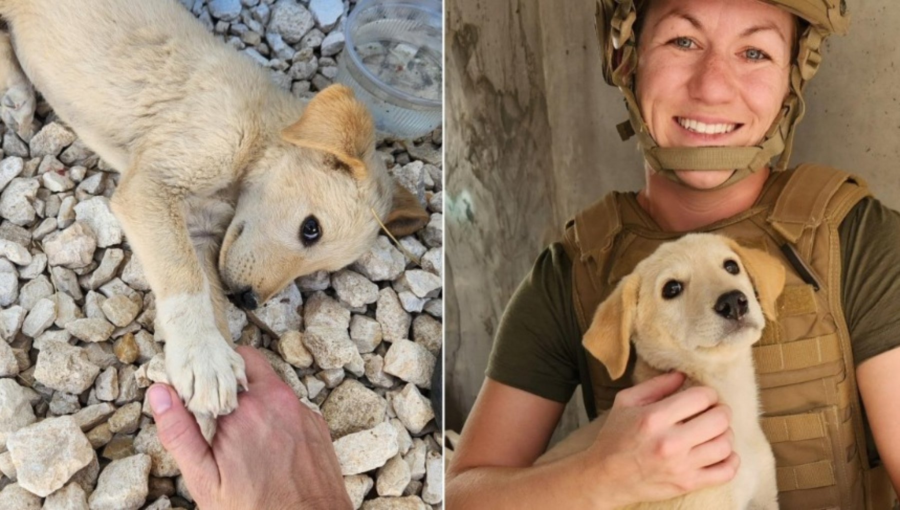 La soldata Joy accoglie nella sua casa americana Koda, il cane che ...