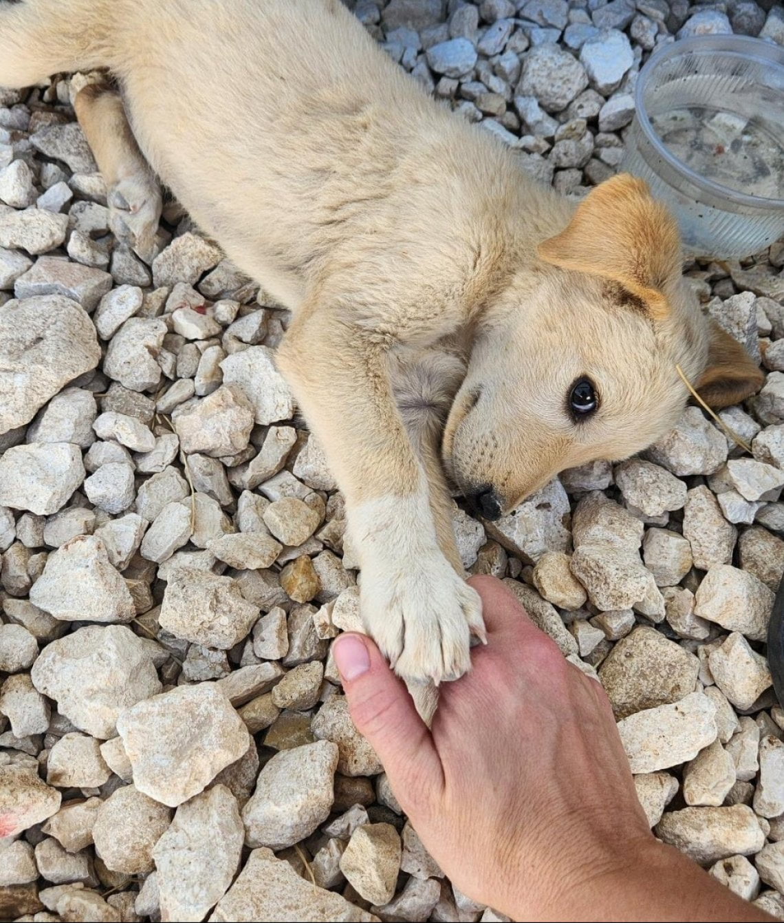 La soldata Joy accoglie nella sua casa americana Koda, il cane che ...
