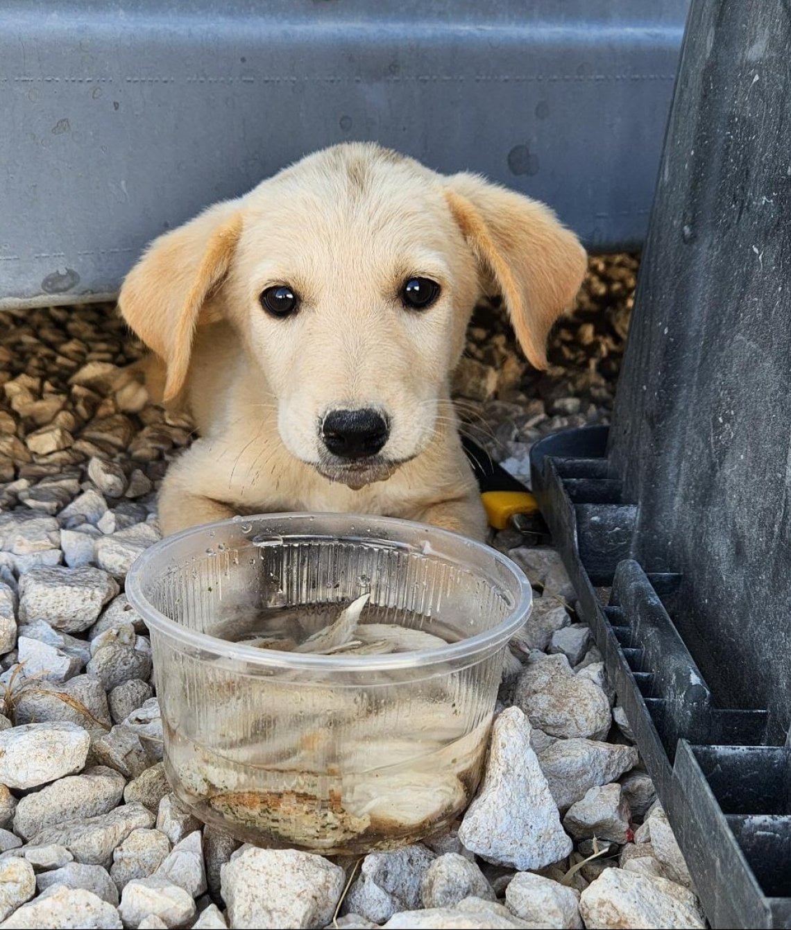 La soldata Joy accoglie nella sua casa americana Koda, il cane che ...