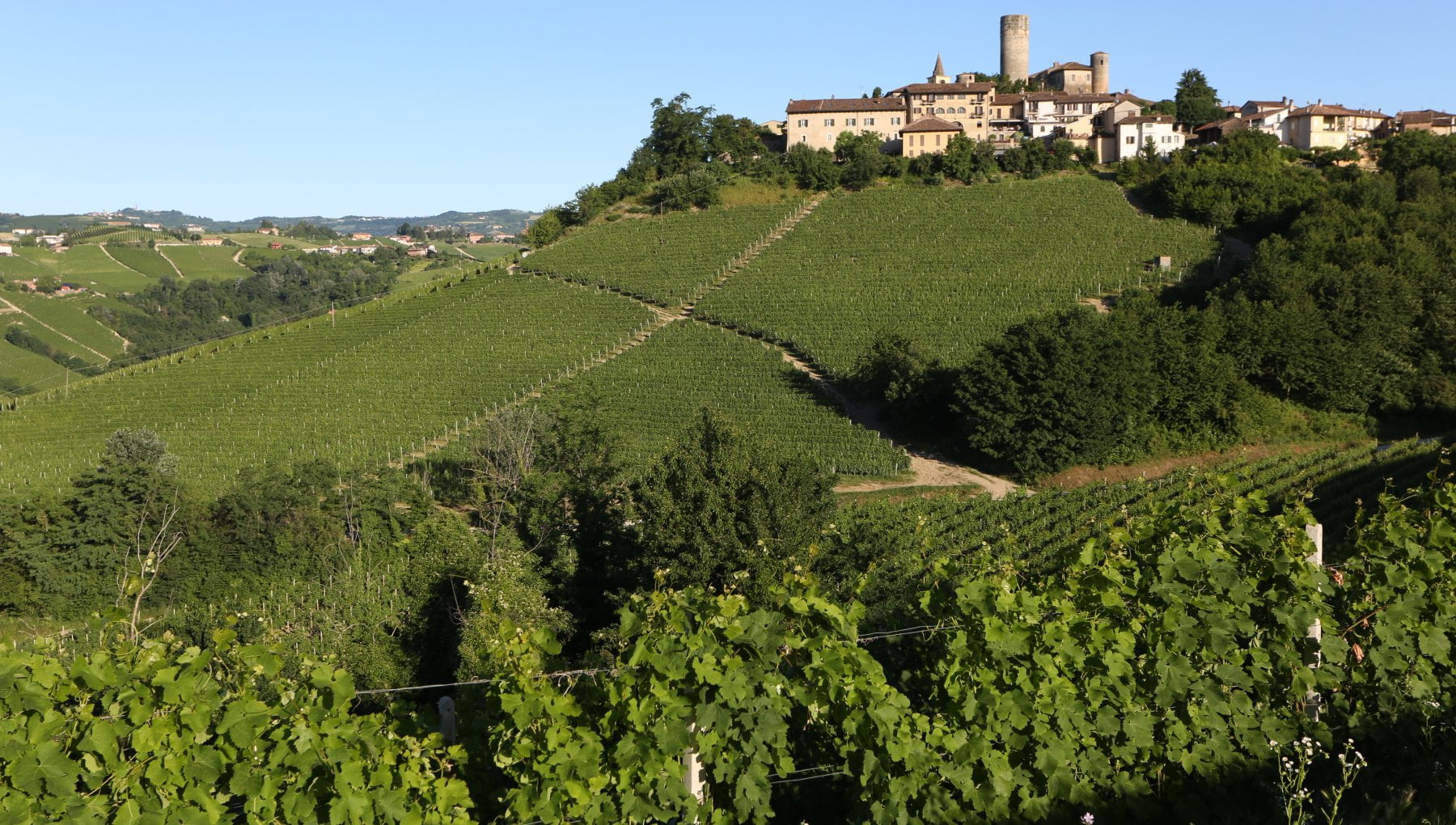 I mille volti del Barolo: un vino unico e sempre diverso - la Repubblica