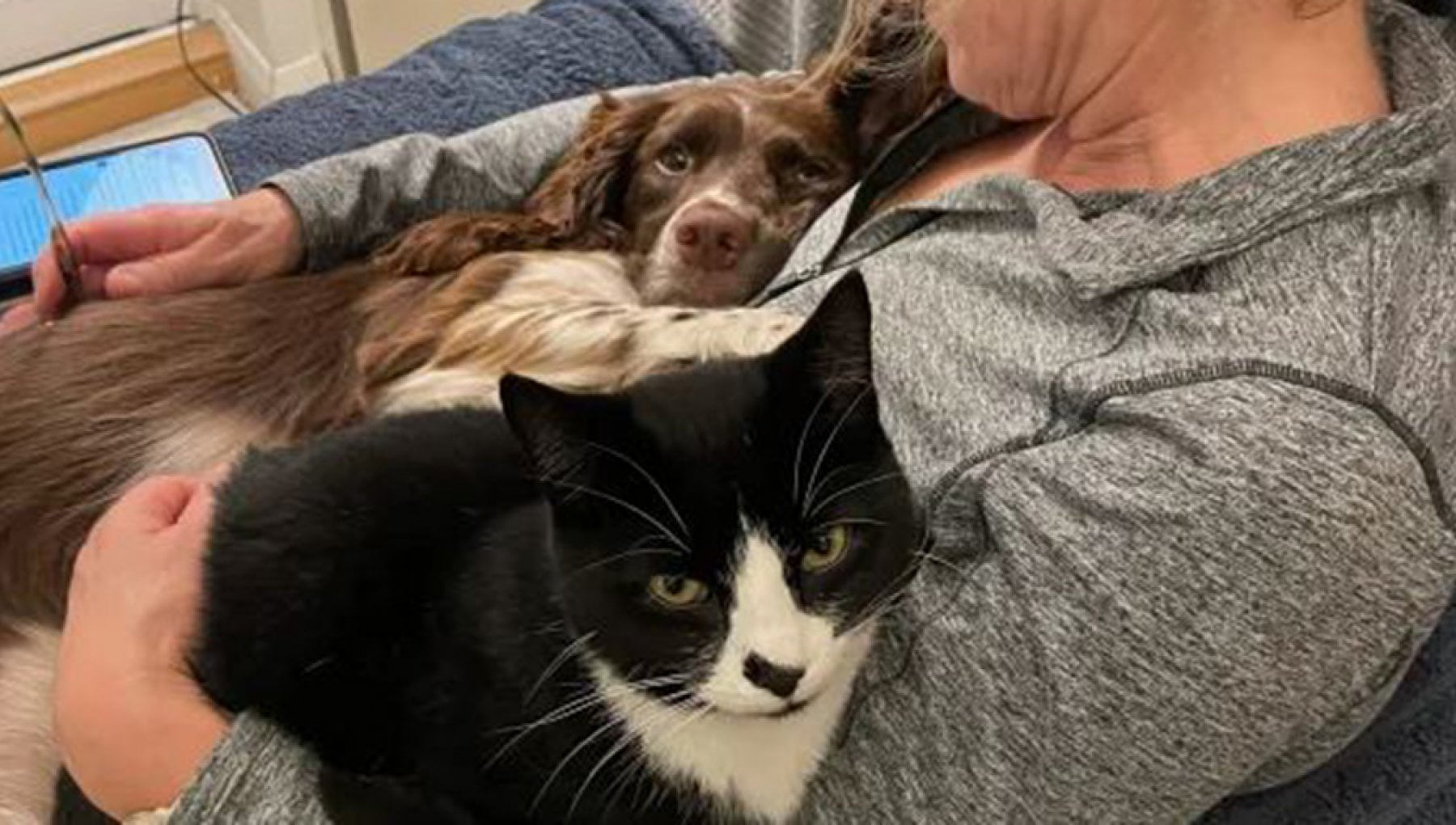 Il cane Daisy scopre l'amico gatto Mowgli in fondo a un pozzo di 30 ...
