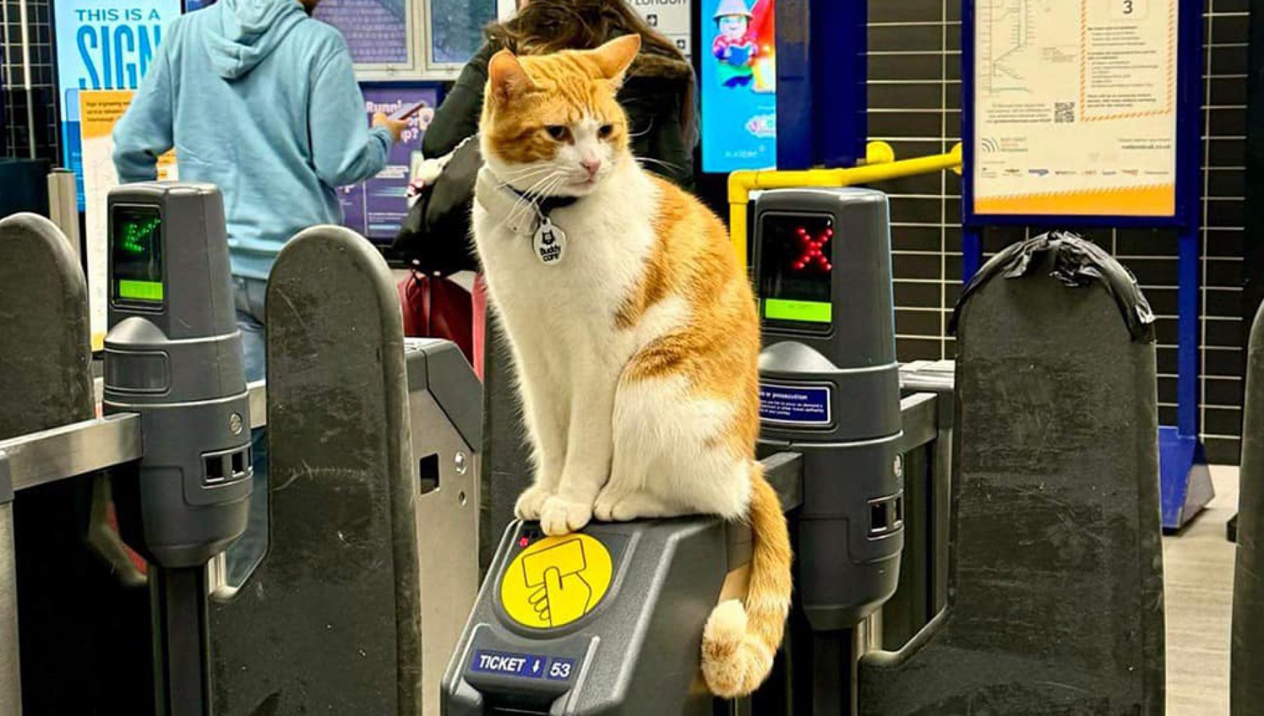 La gatta Nala presa a calci da un gruppo di ragazzi nella stazione dove ...