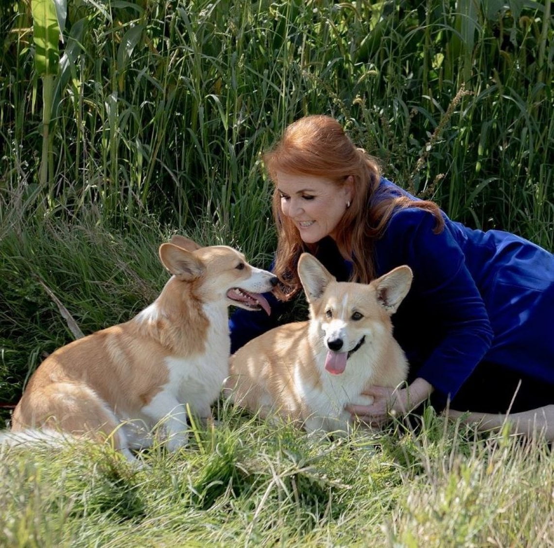 Dopo un anno di "lutto", i cani Corgi della regina Elisabetta II si ...
