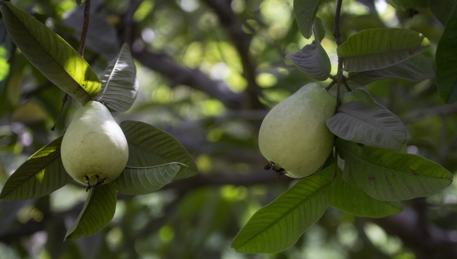 La guava, come ottenere frutti dolci e succosi - la Repubblica
