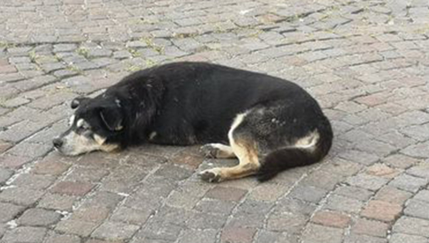 È morto Argo, il cane di Pompei: "Era un pezzo degli scavi" - la Repubblica