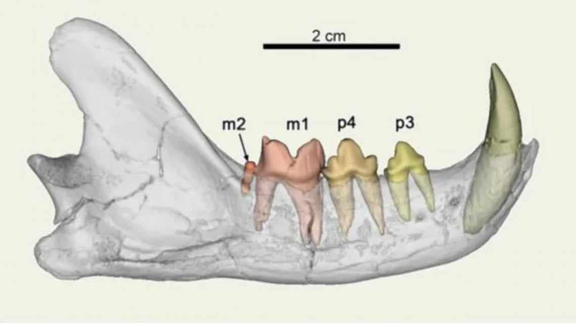 Spagna, scoperta una nuova specie di gatto preistorico: viveva 15 ...