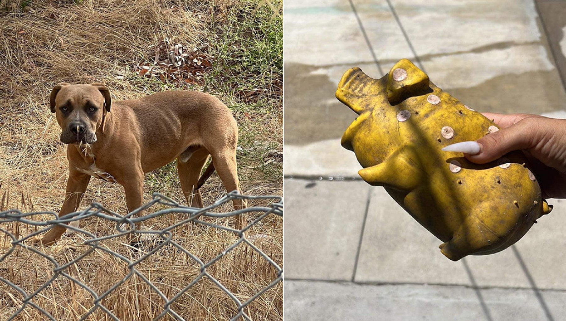 Il cane Bruce vive ai margini dell'autostrada con il suo inseparabile ...