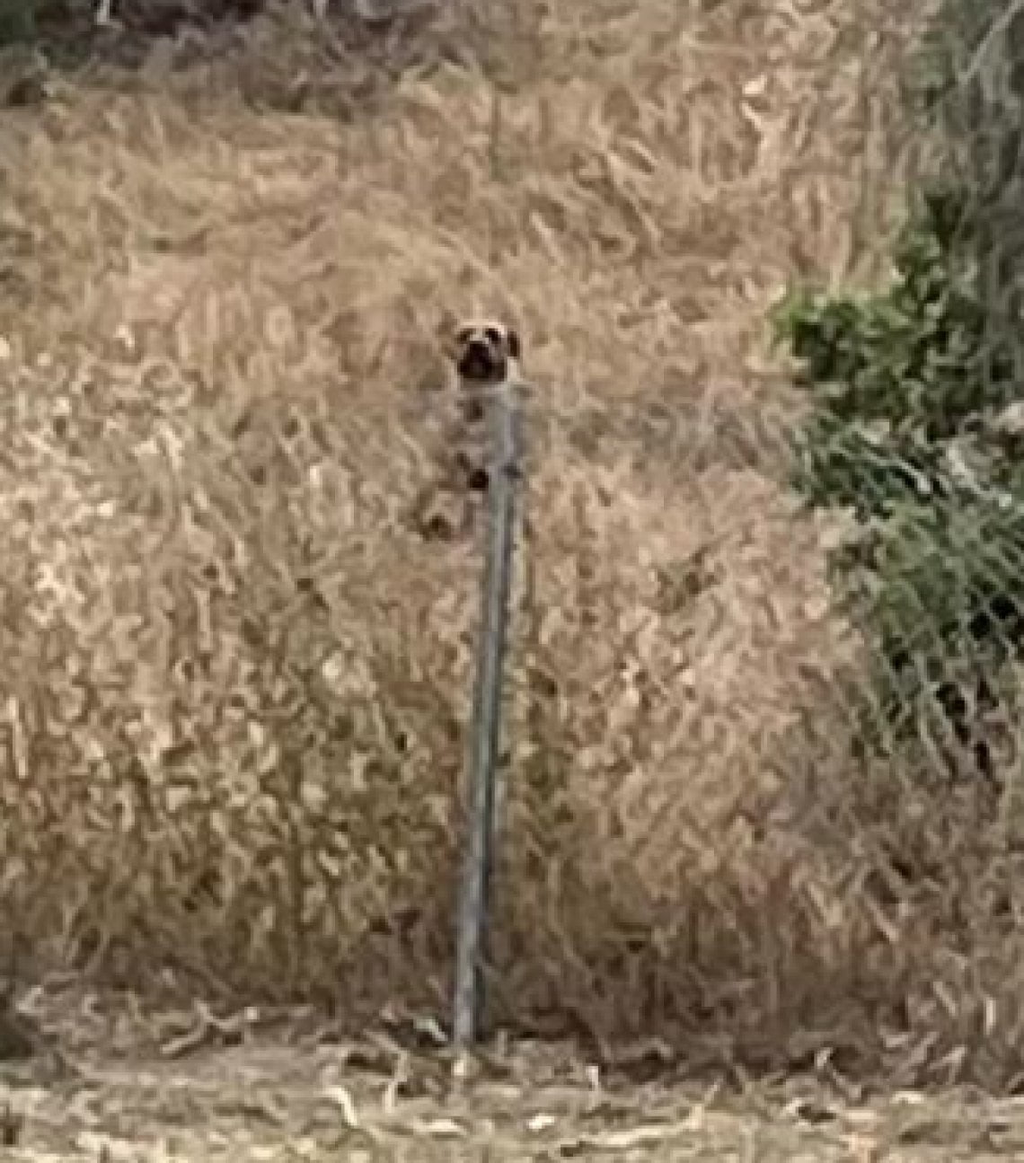 Il cane Bruce vive ai margini dell'autostrada con il suo inseparabile ...
