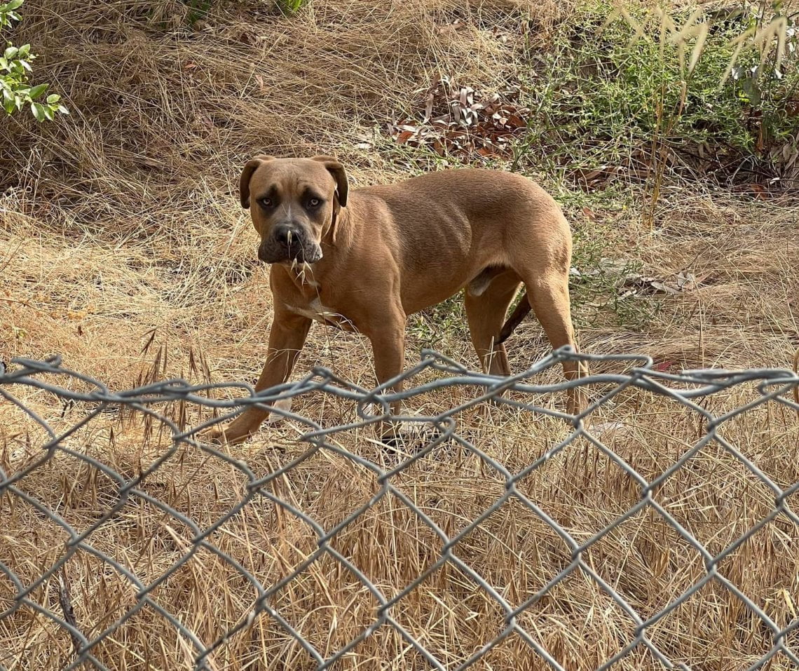 Il cane Bruce vive ai margini dell'autostrada con il suo inseparabile ...