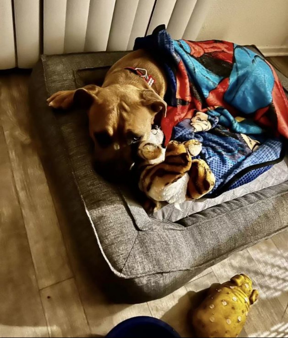 Il cane Bruce vive ai margini dell'autostrada con il suo inseparabile ...