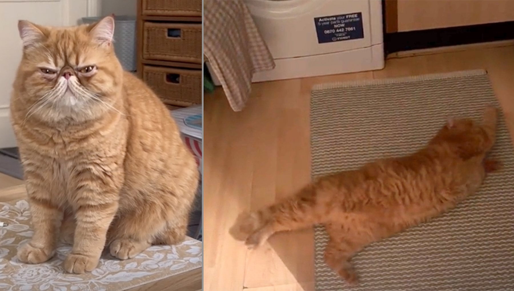 Il gatto Leo ha così tanta fame che se non riceve cibo... sviene (ma è ...