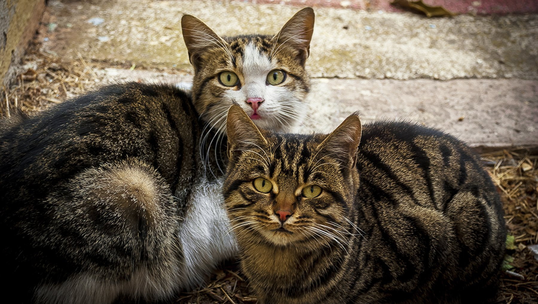 Apre un cantiere in un parco a Napoli, i gatti della colonia felina ...