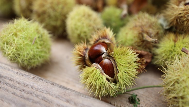 Il borgo delle castagne a Viola Castello: il turismo tra castagneti ...