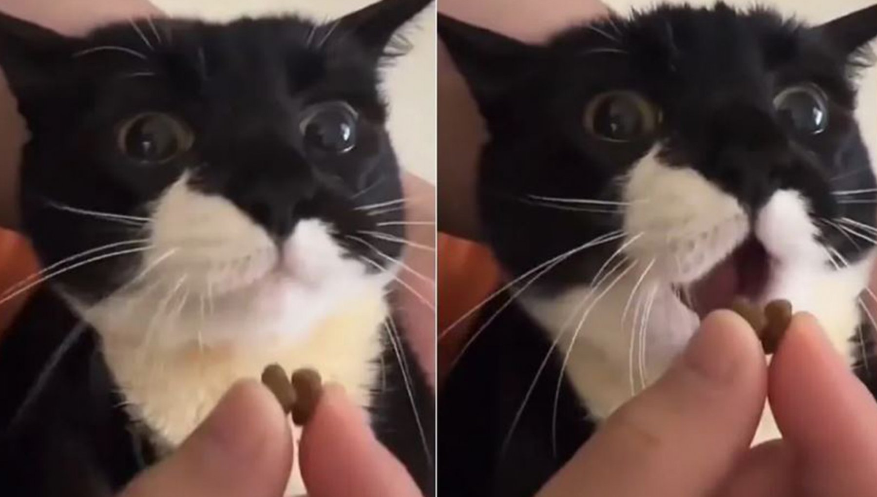 Il video del gatto Pong nutrito a mano nasconde una triste e commovente ...
