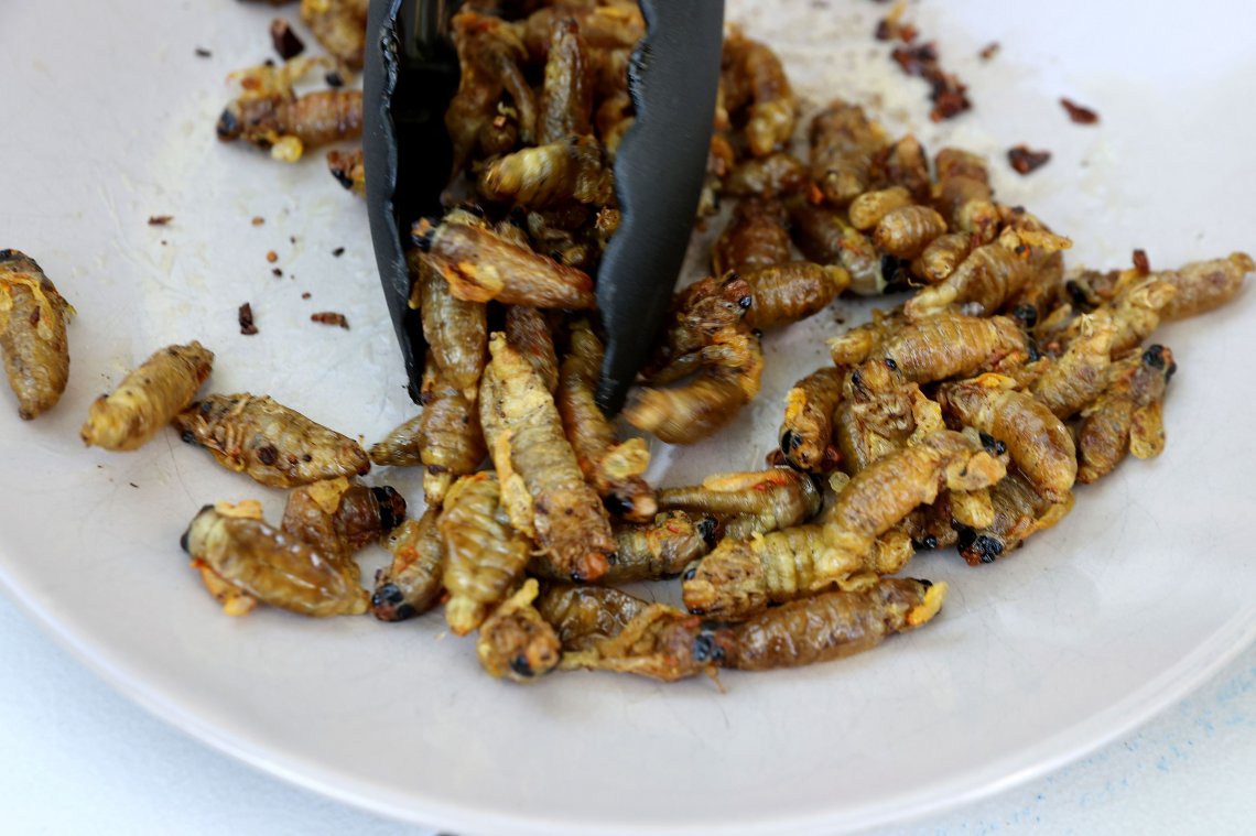 Miliardi di cicale invadono gli Usa e c'è già chi pensa alle ricette ...