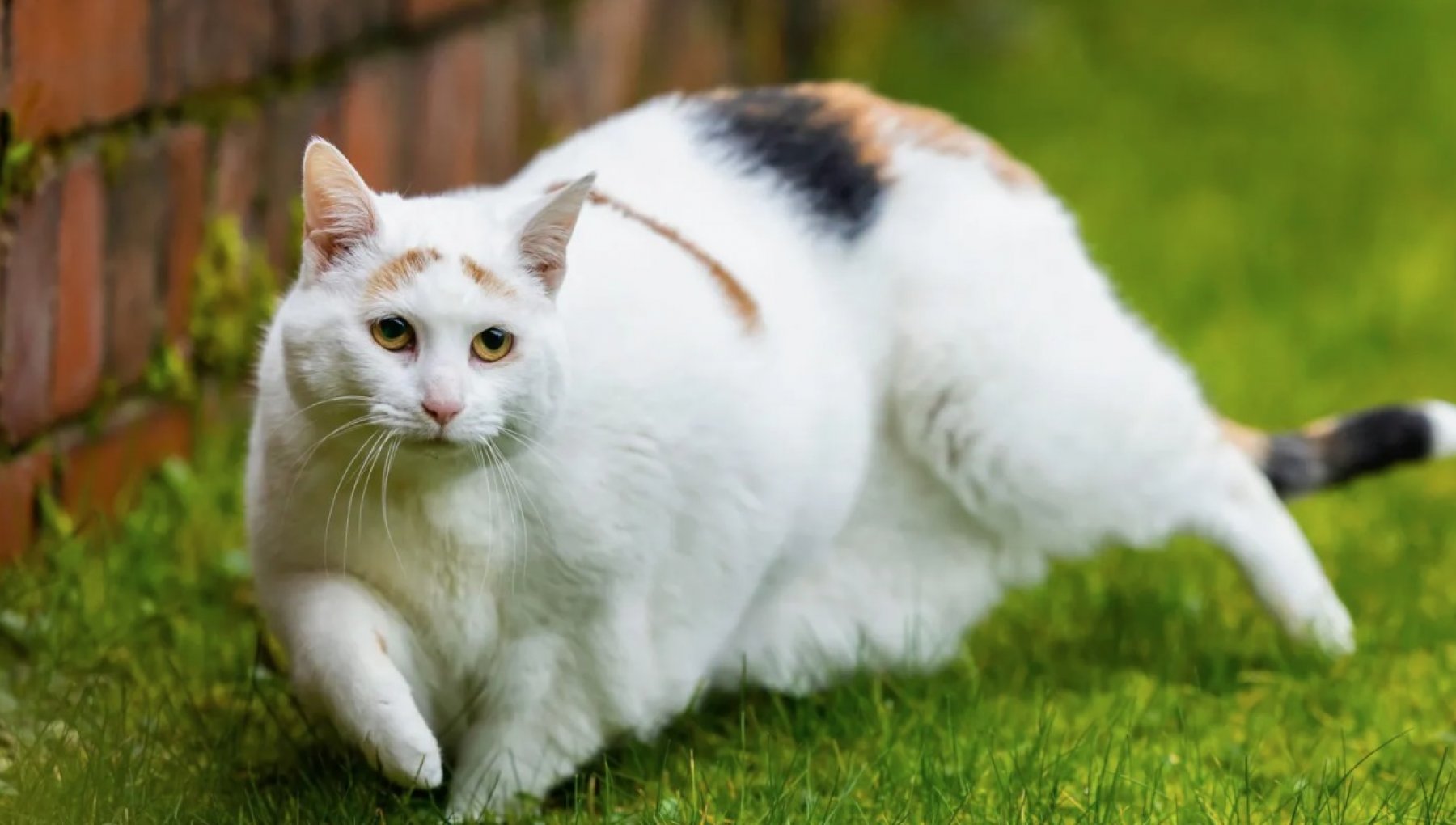 La trasformazione di Rainbow, il gatto obeso che ha perso più della ...