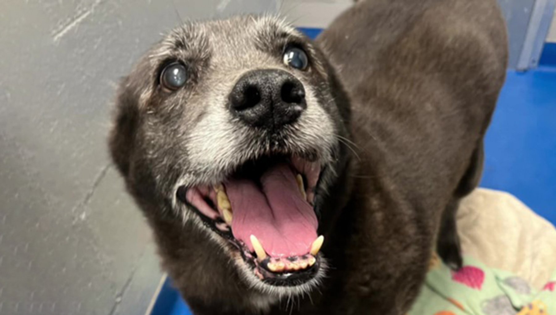 Il cane Elisie è stato abbandonato dopo 13 anni, il motivo vi ...