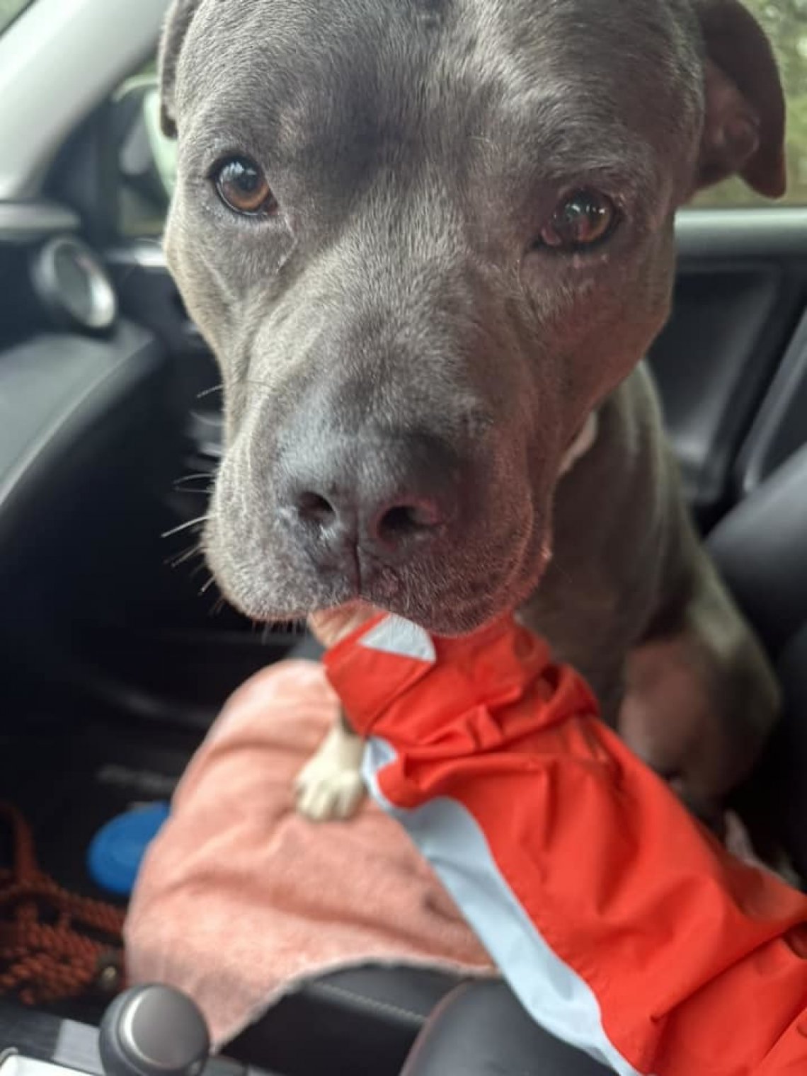 Il cane Major cade in depressione dopo l'abbandono, ma dopo 260 giorni ...