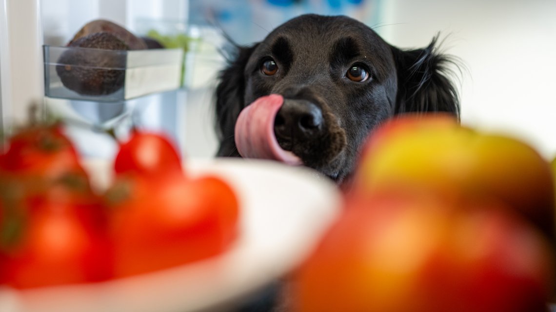 I cibi estivi che il tuo cane deve assolutamente evitare - La Stampa
