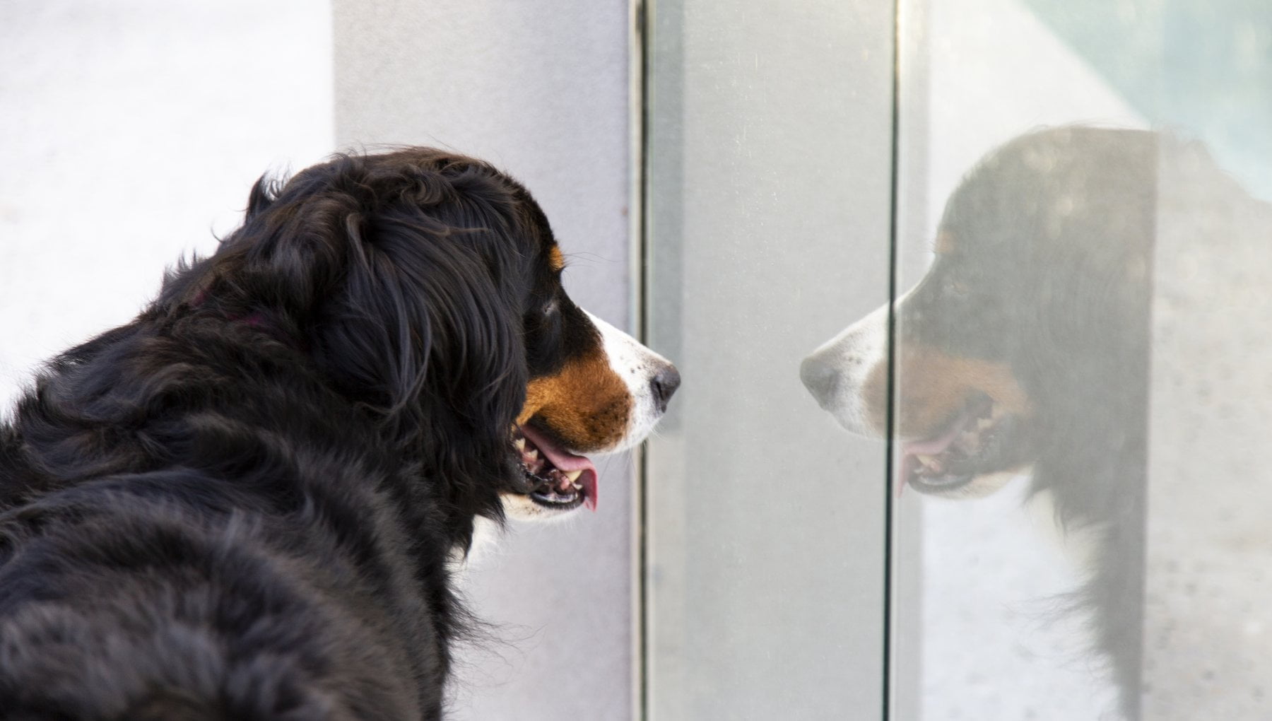 Perché il mio cane si abbaia contro se si vede allo specchio? - La Stampa