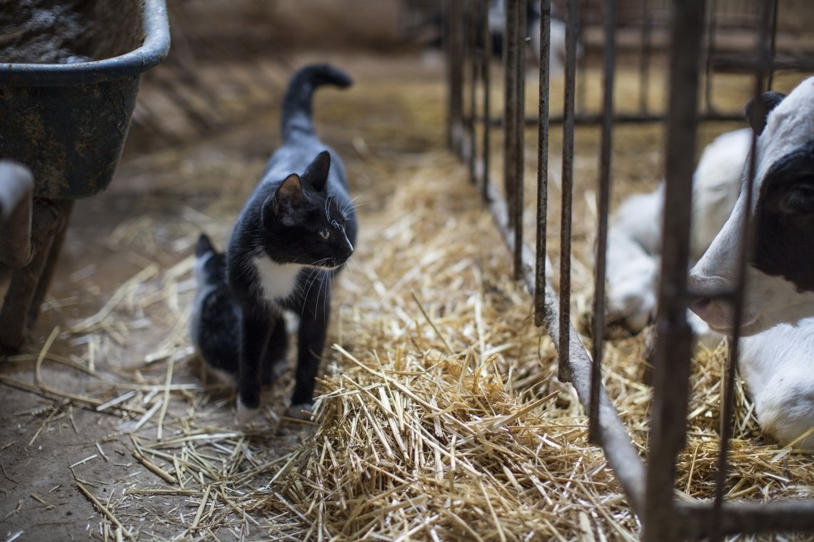 Influenza aviaria, i gatti sono più in pericolo dei cani. E ora i ...