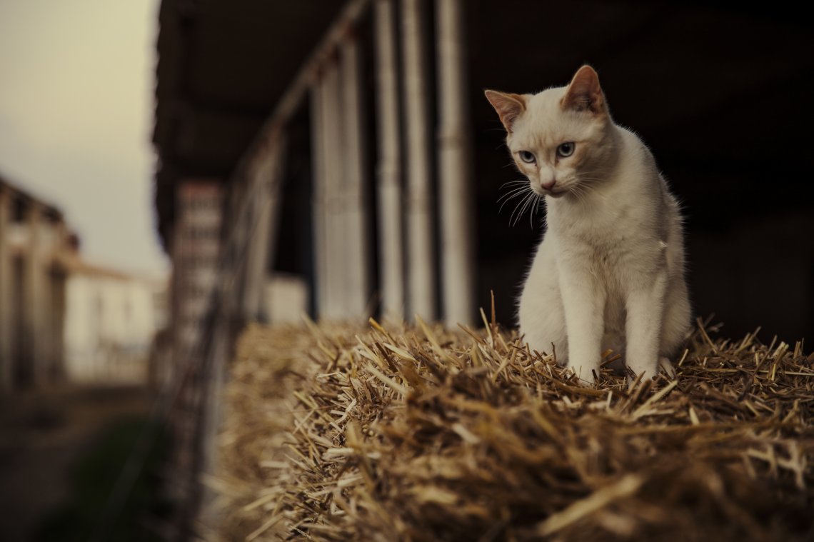 Influenza aviaria, i gatti sono più in pericolo dei cani. E ora i ...