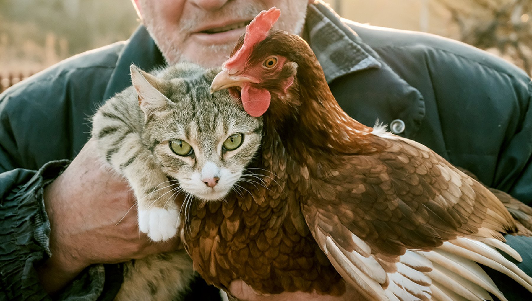 Influenza aviaria, i gatti sono più in pericolo dei cani. E ora i ...