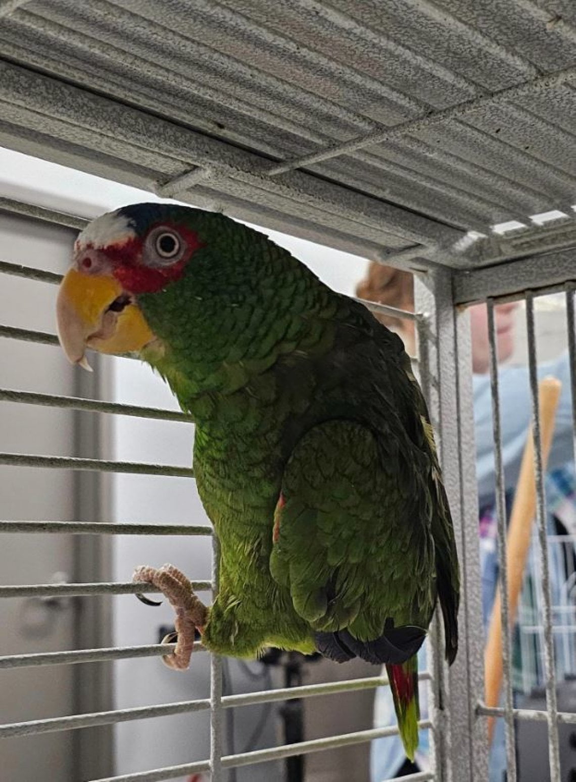 Il pappagallo Pepper non trova casa perché... dice troppe parolacce ...